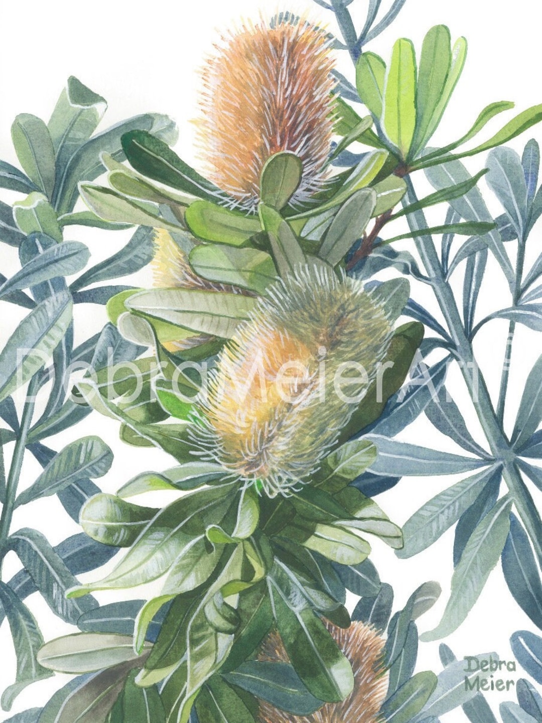 Three Banksias by Debra Meier Art, Australian Native Flower, Coastal ...