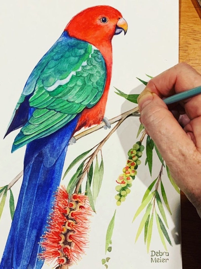Parrot Watercolour Trio by Debra Meier Art, Australian Native Birds ...