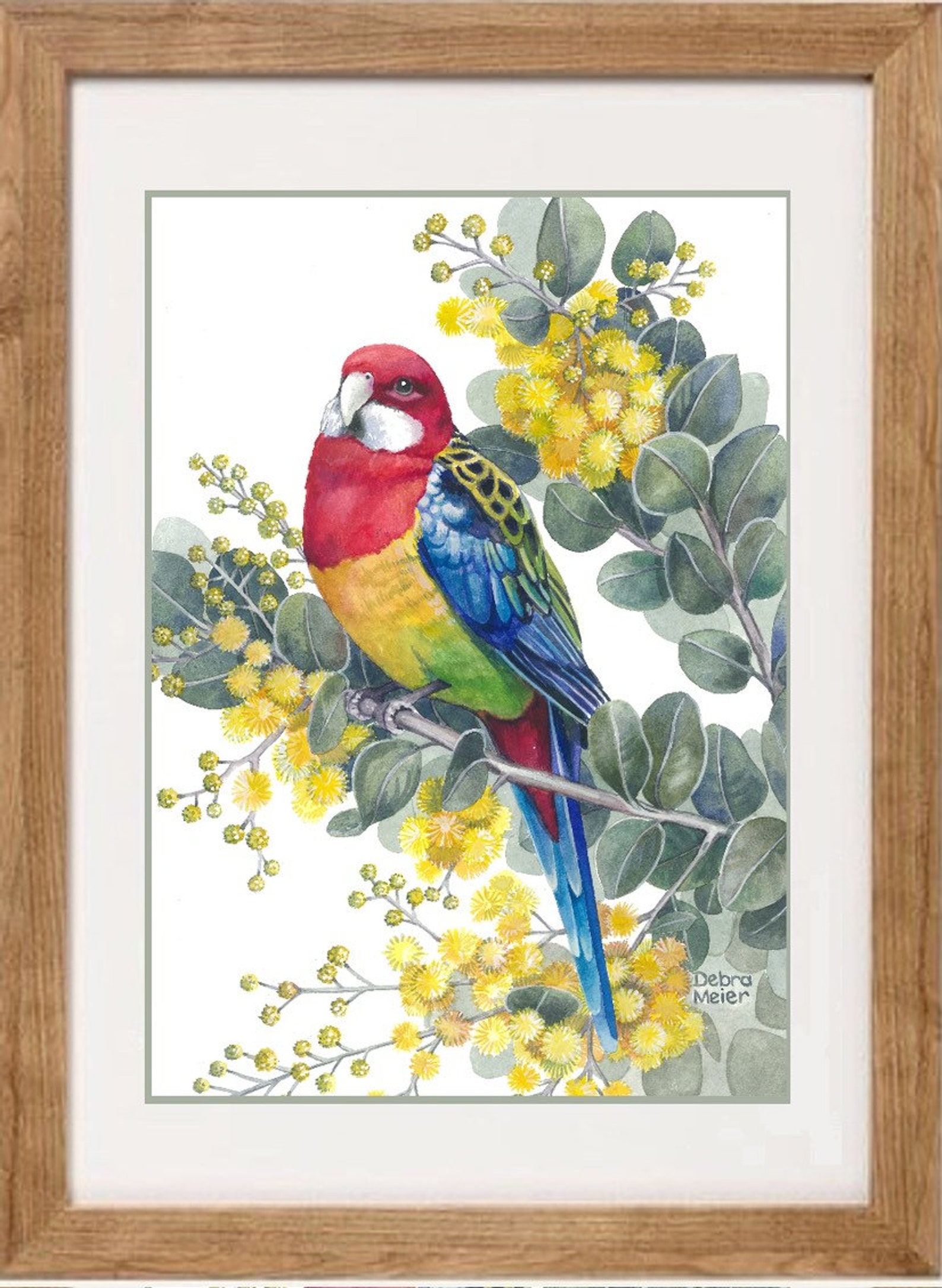 Eastern Rosella on Wattle Australian Native Bird Print | Etsy