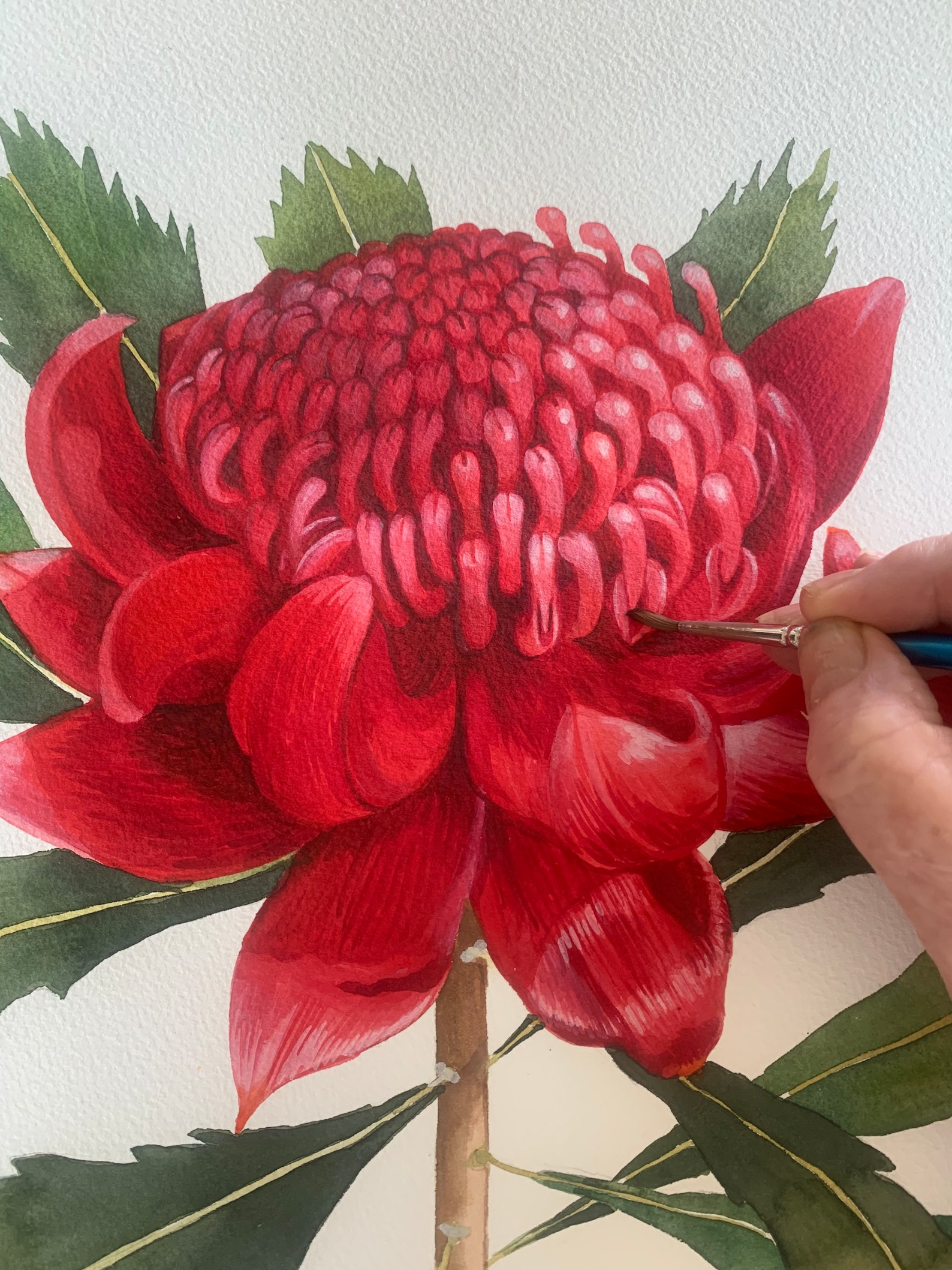 Waratah Red Single Print by Debra Meier Art, Australian Native Art ...