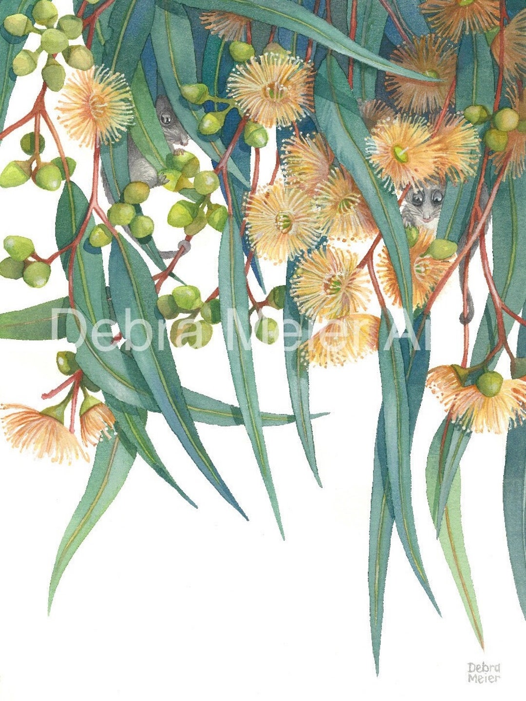 Gumblossoms Peachy Print, Australian Native Print, Gumblossom Print ...