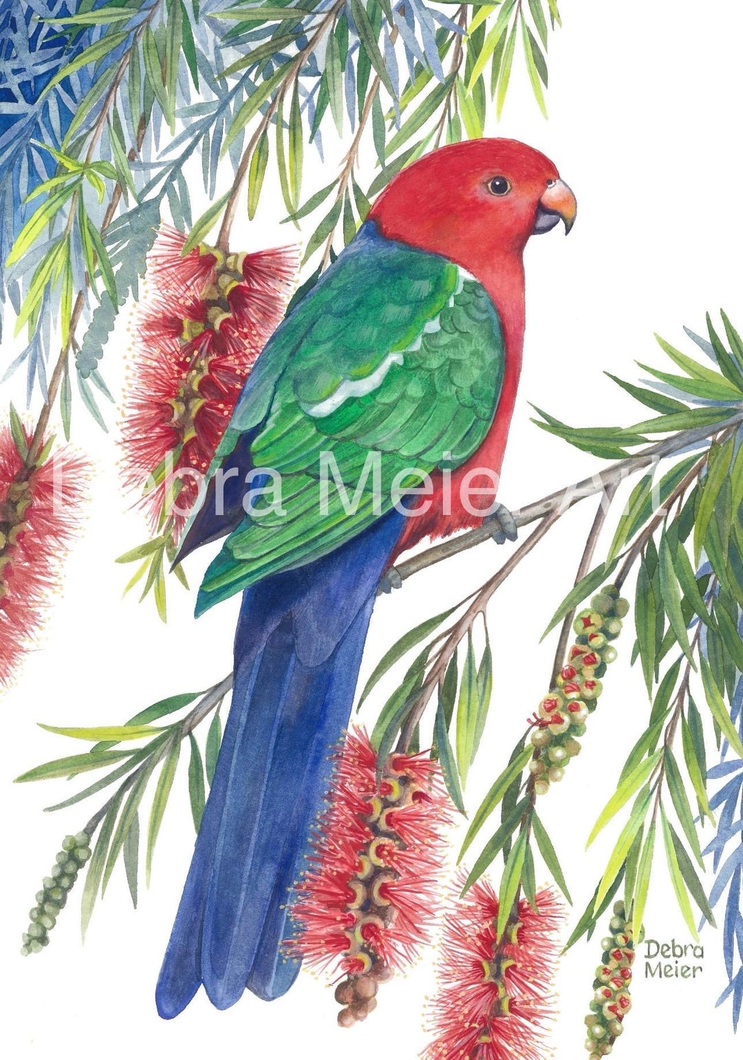 Parrot King Male Print by Debra Meier Art, Australian Native Bird Print ...