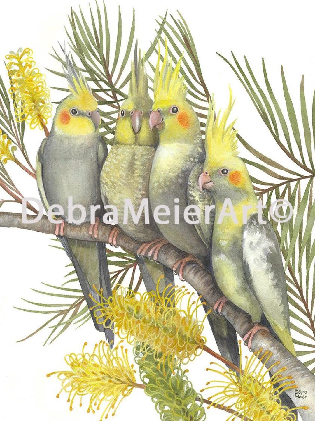 Cockateils on Grevillea by Debra Meier Art, Australian Native Bird ...