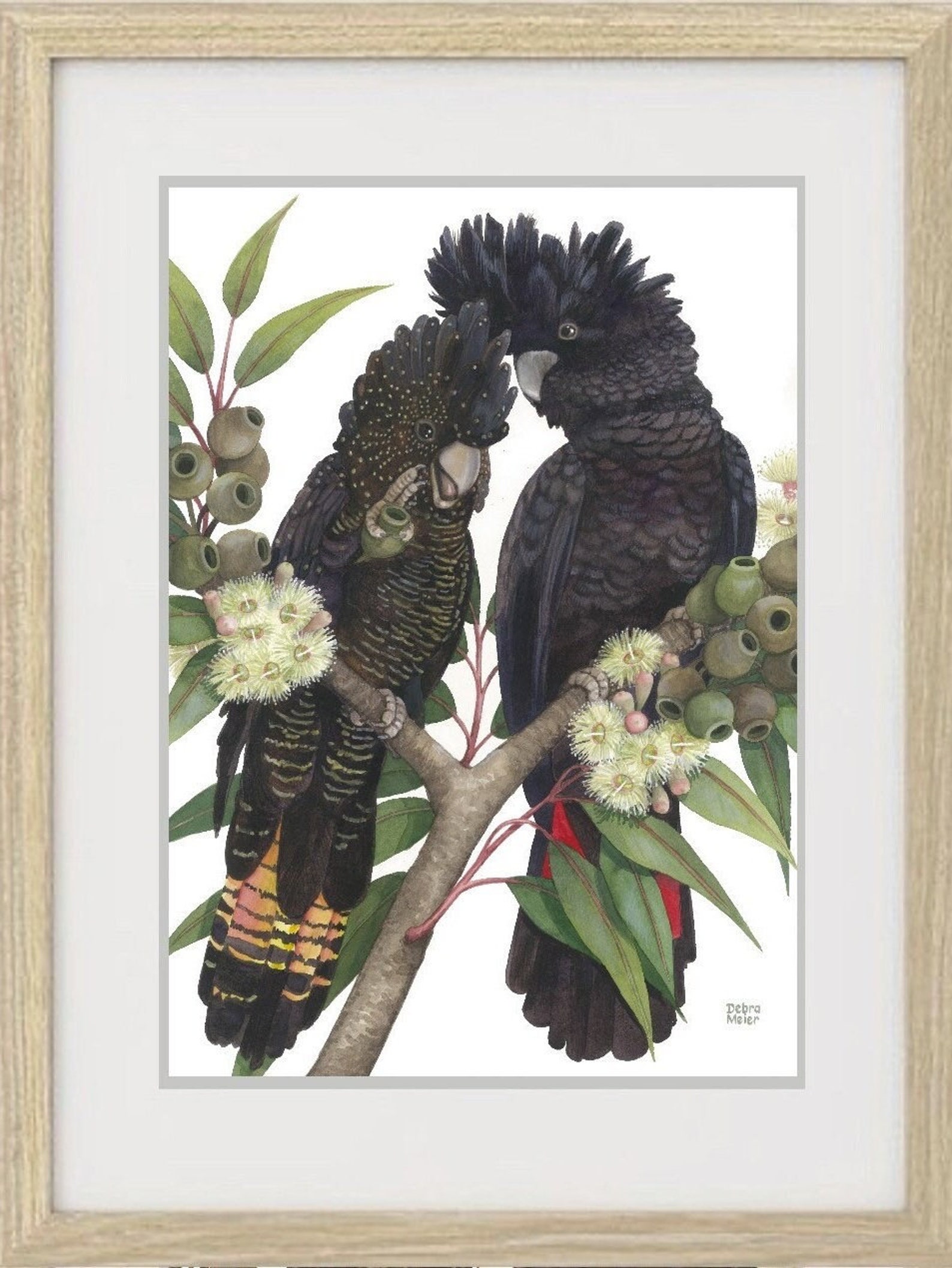 Cockatoo Black Red Tailed Pair by Debra Meier Art, Gumleaves and ...