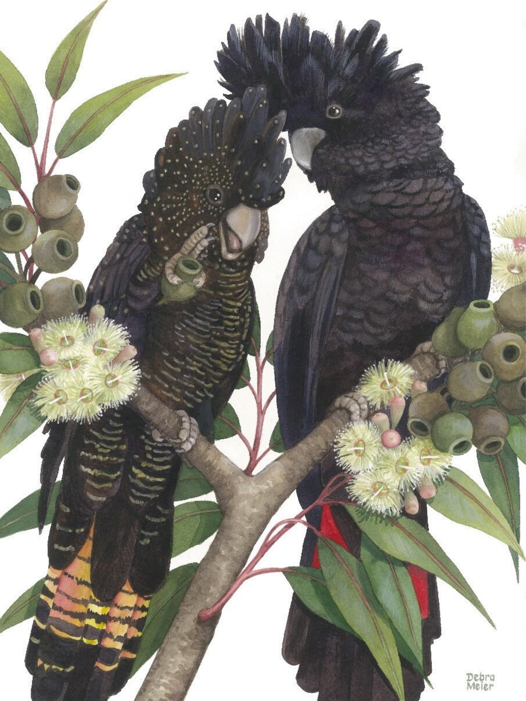 Cockatoo Black Red Tailed Pair by Debra Meier Art, Gumleaves and ...