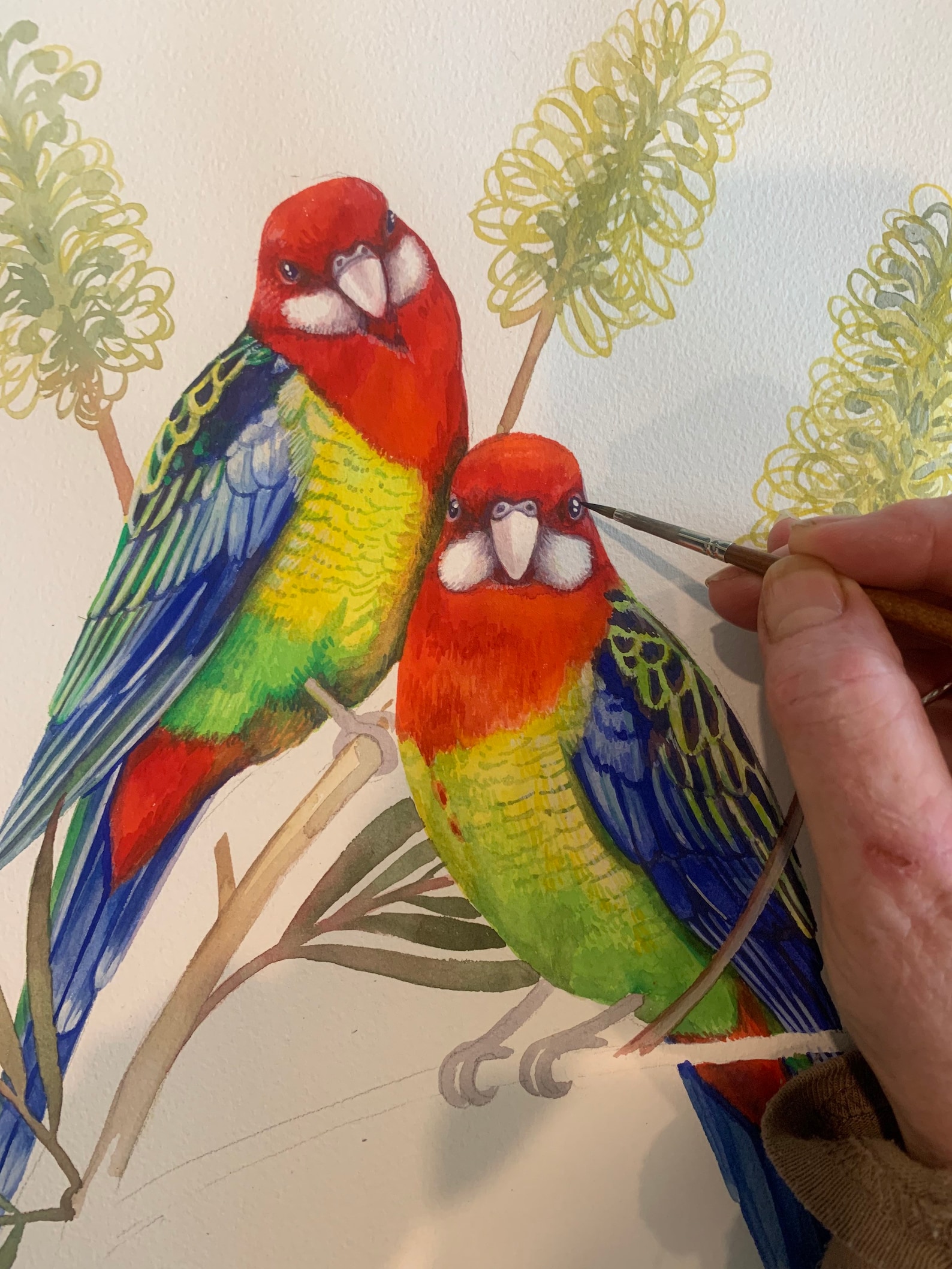 Lovebird Parrot Pairs Trio by Debra Meier Art,australian Native Bird ...