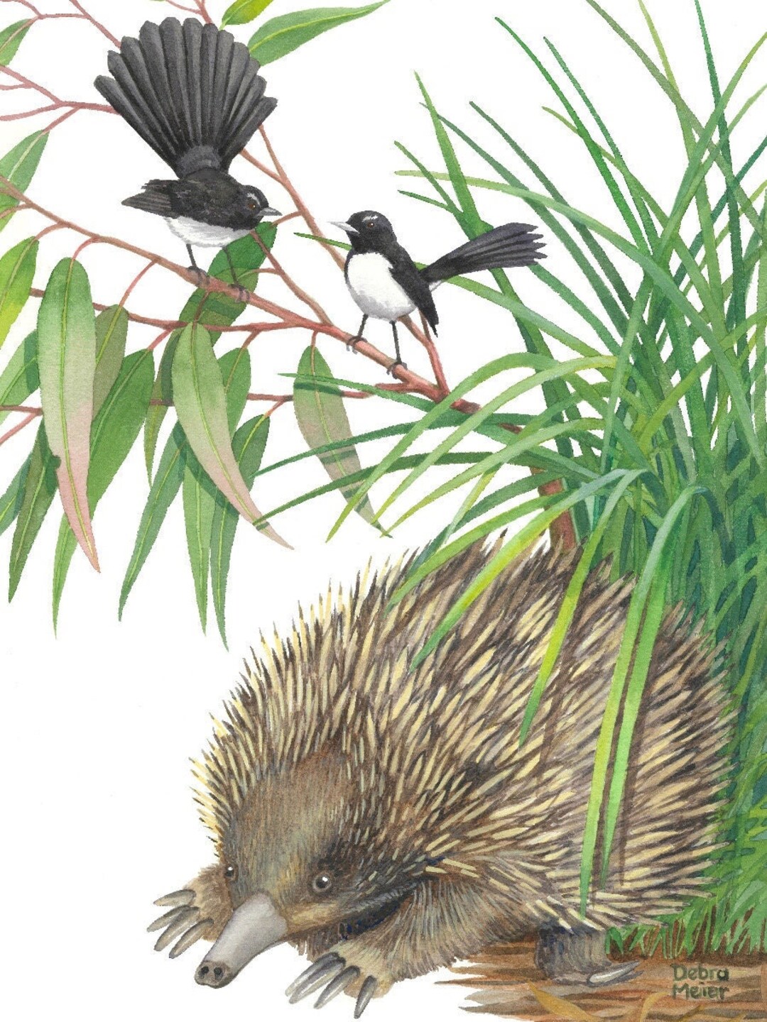 Echidna With Willy Wagtails Print by Debra Meier Art, Australian Native ...