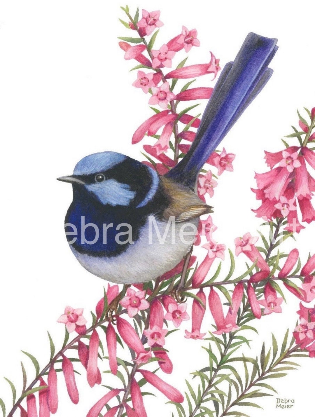 Wren Fairy by Debra Meier Art, Pink Heath Flower Print, Australian ...
