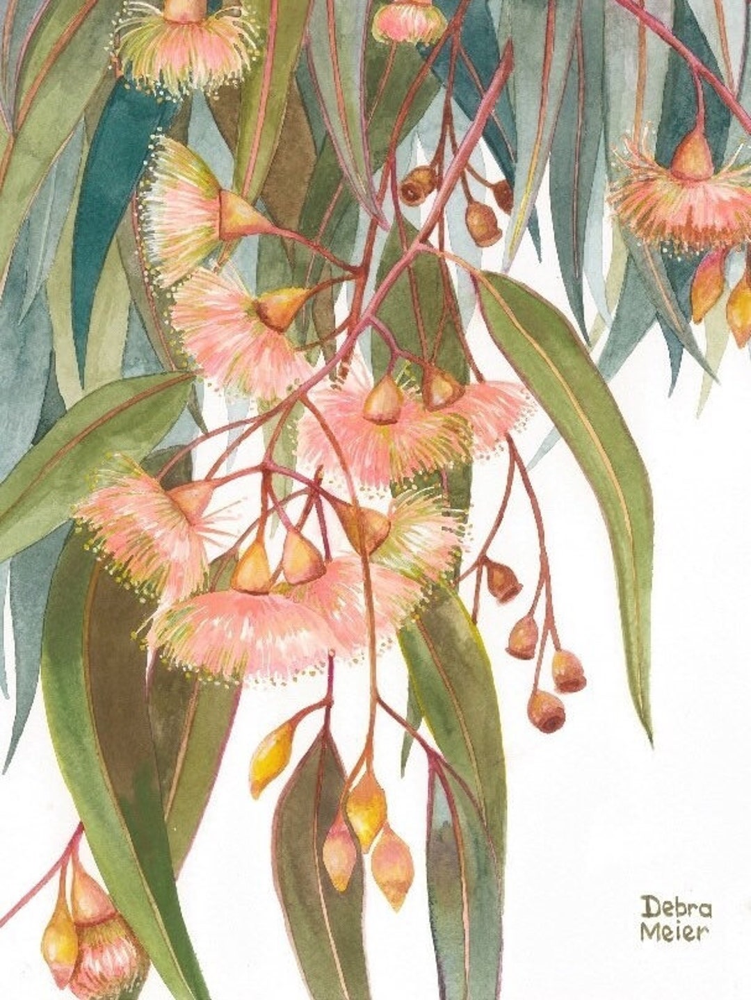 Gumblossoms Soft Pink Print by Debra Meier Art, Australian Native Print ...
