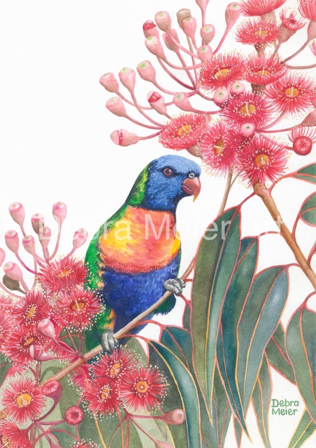 Lorikeet Rainbow Single Print by Debra Meier Art, Native Bird Print ...