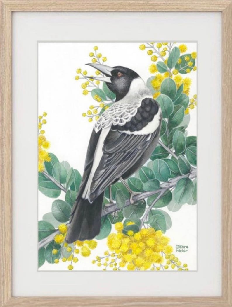 Backyard Bird Series Australian Native Bird Prints White - Etsy Australia