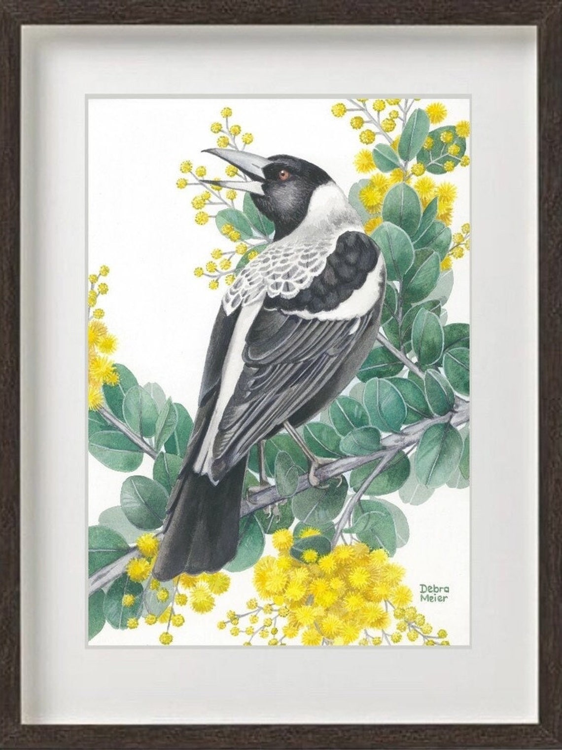 Magpie on Wattle by Debra Meier Art, Native Bird Print, Australian Bird ...