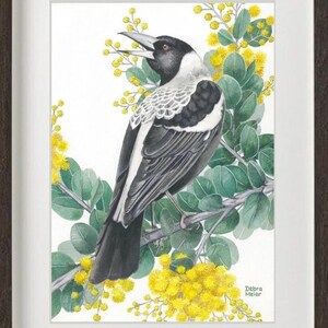 Australian Magpie fine Art Limited Edition Giclée Bird Print - Etsy ...