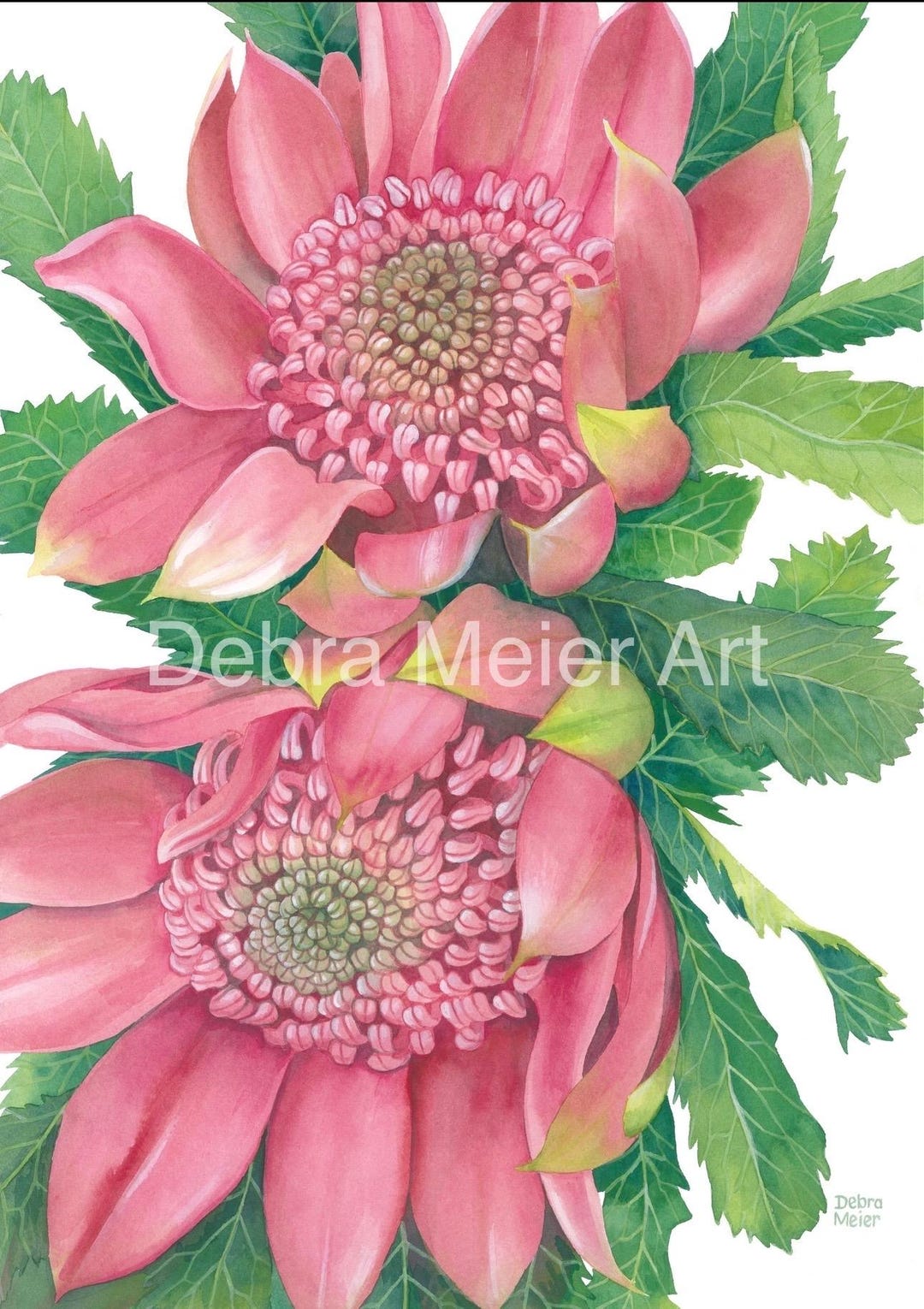 Waratahs Two Pink Print by Debra Meier Art,australian Native Art Print ...