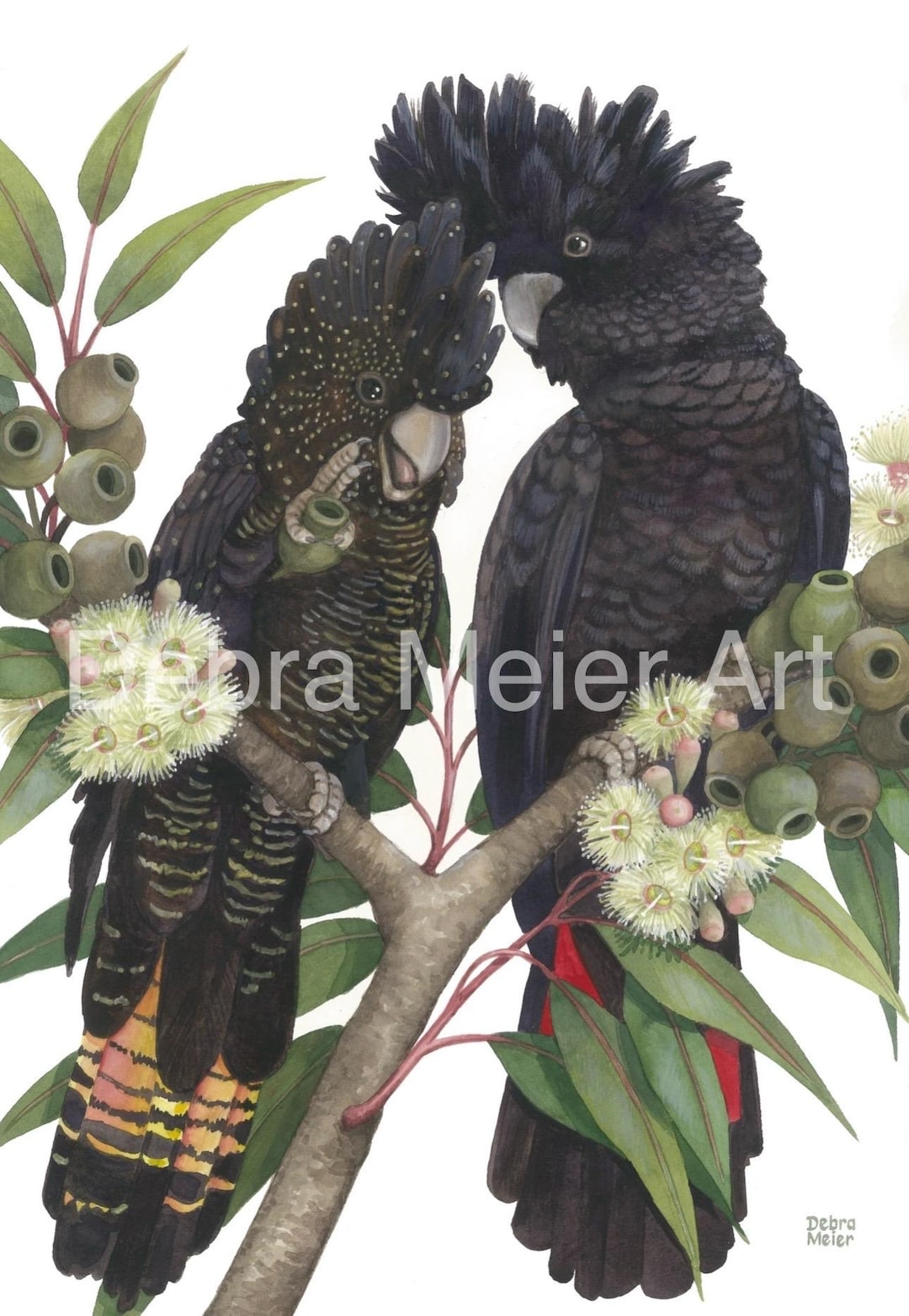 Cockatoo Black Red Tailed Pair by Debra Meier Art, Gumleaves and ...