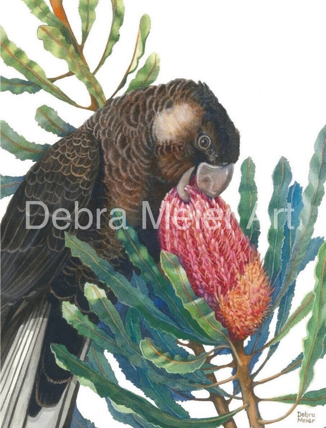 Cockatoo Carnaby’s Black by Debra Meier Art, Australian Native Bird ...