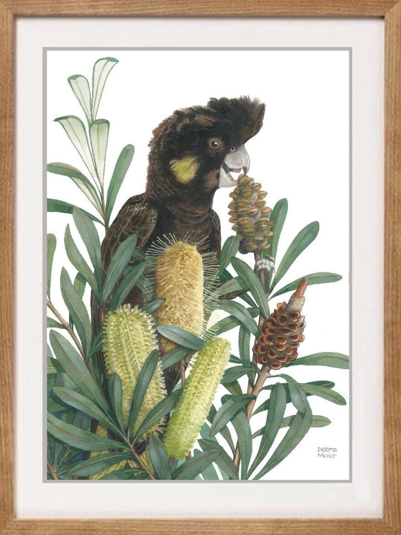 Cockatoo Black Yellow Tailed Single by Debra Meier Art, Australian ...