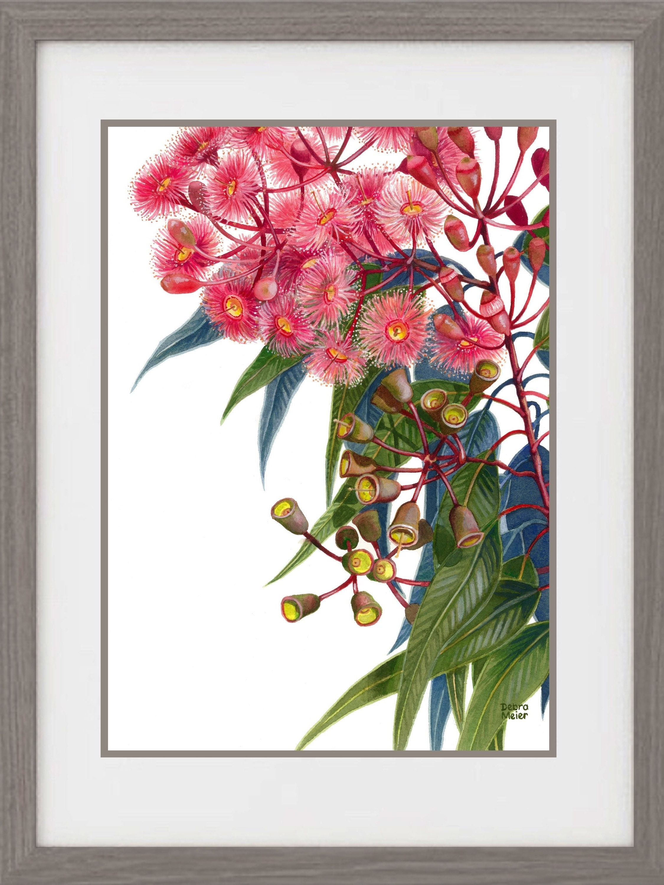 Gumblossoms Corymbia Pink Print by Debra Meier Art, Australian Native ...