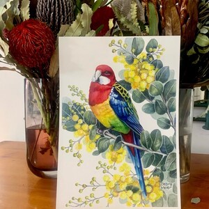 Rosella Eastern on Wattle Print by Debra Meier Art, Australian Native ...