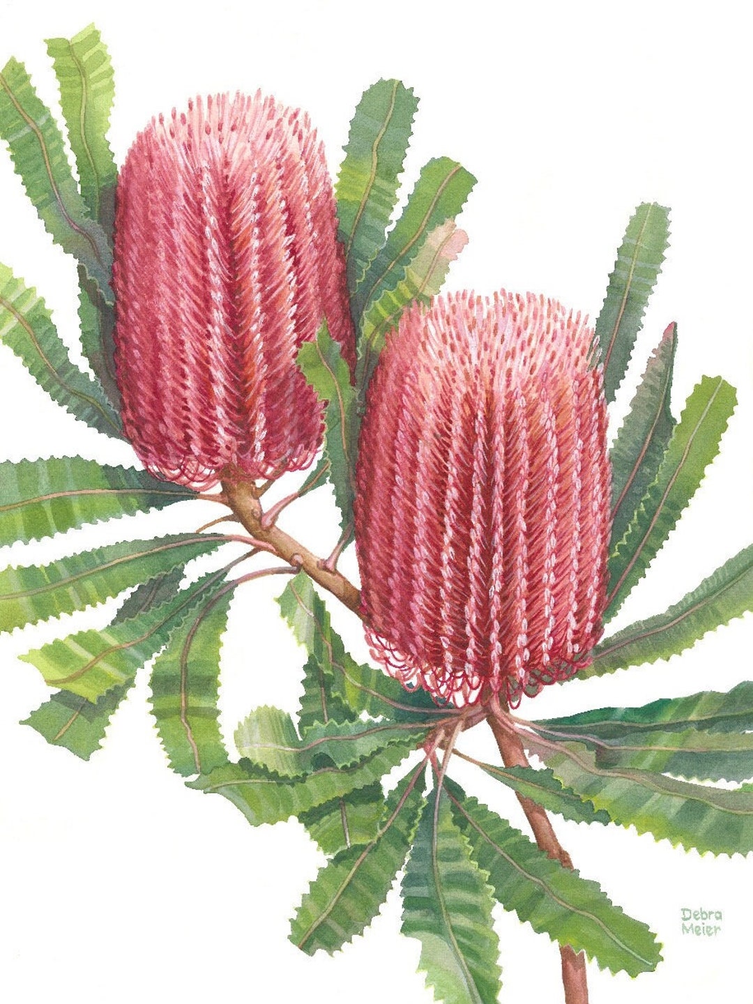 Firewood Banksia Print by Debra Meier Art, Australian Native Flower Art ...