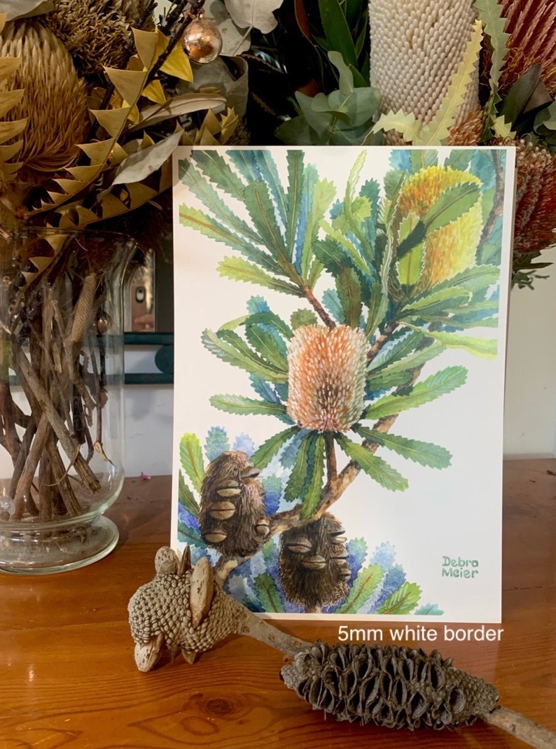 Banksia Old Man Cones Print by Debra Meier Art, Australian Native ...