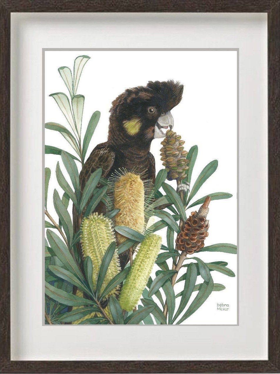 Cockatoo Black Yellow Tailed Single by Debra Meier Art, Australian ...