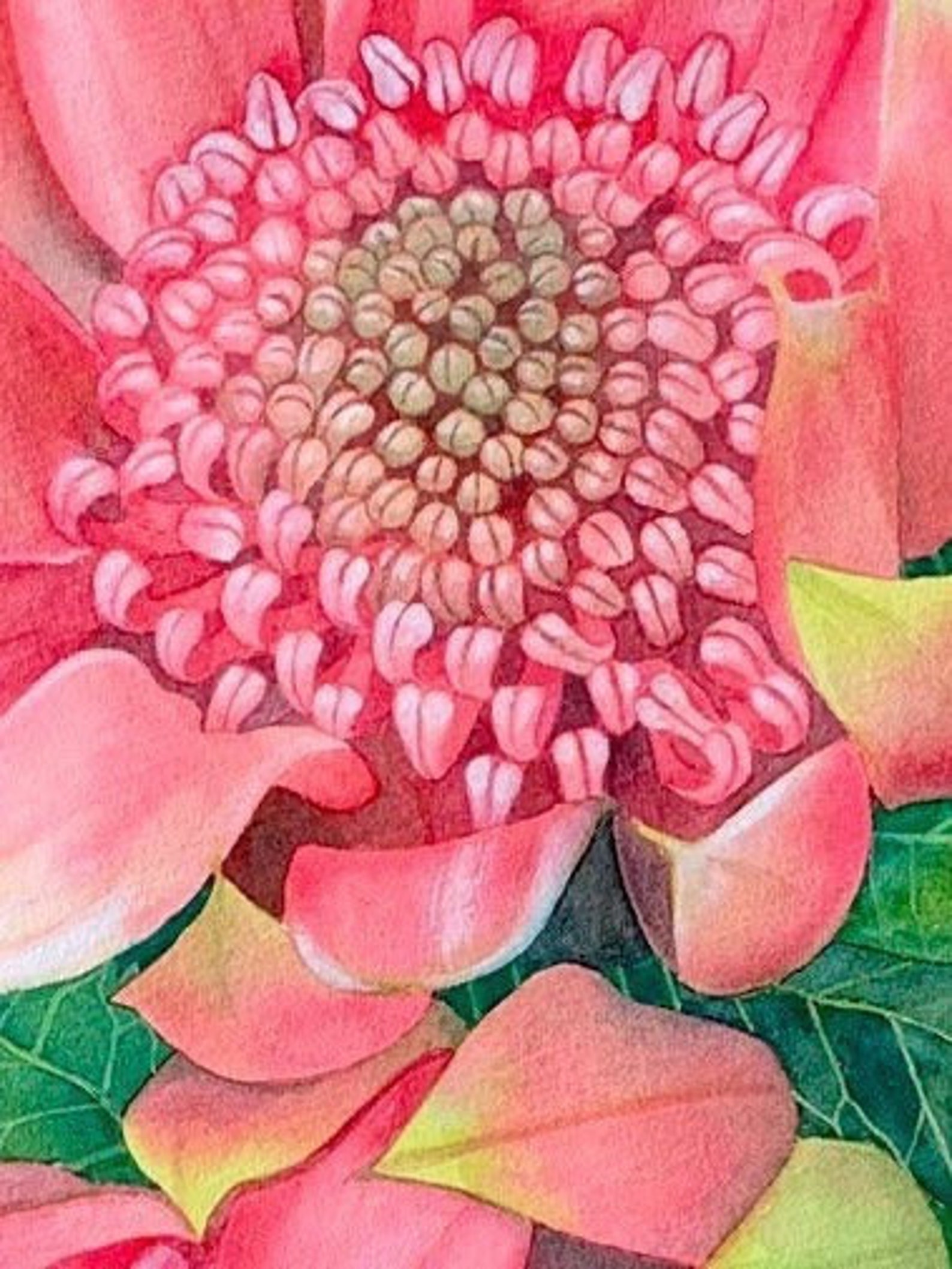 Waratahs Two Pink Print by Debra Meier Art,australian Native Art Print ...