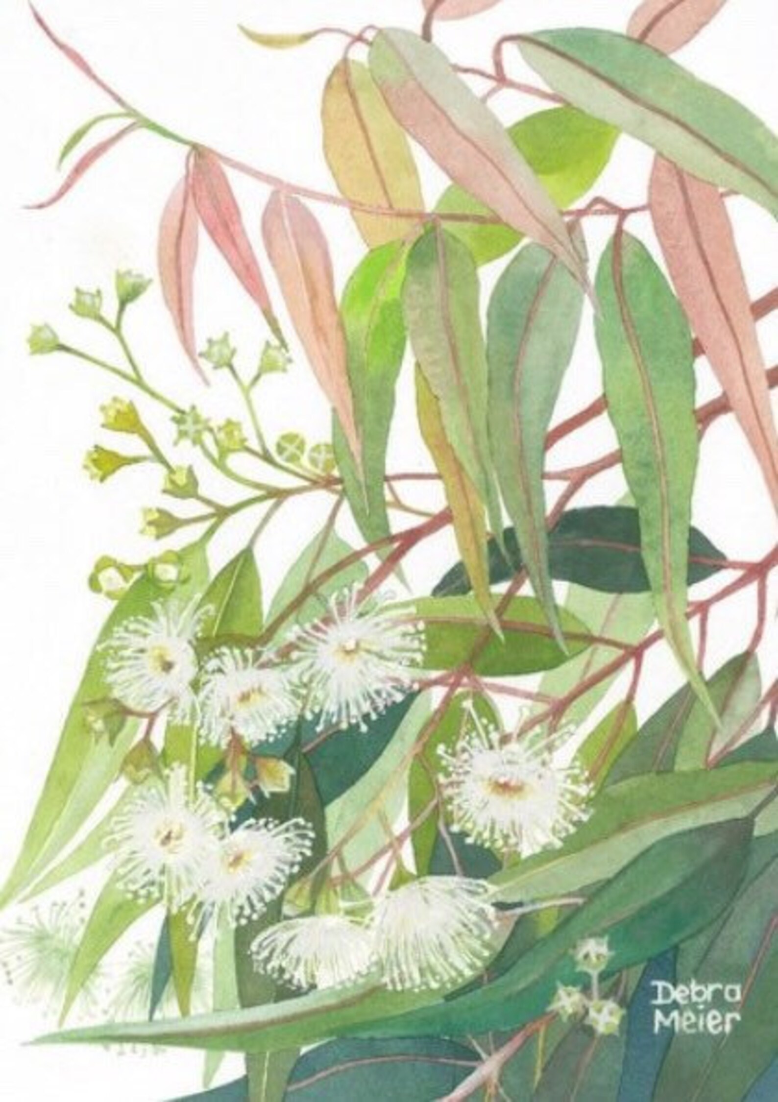 White Gumblossoms Gumblossom Print Gumtree Flower Wall Art | Etsy