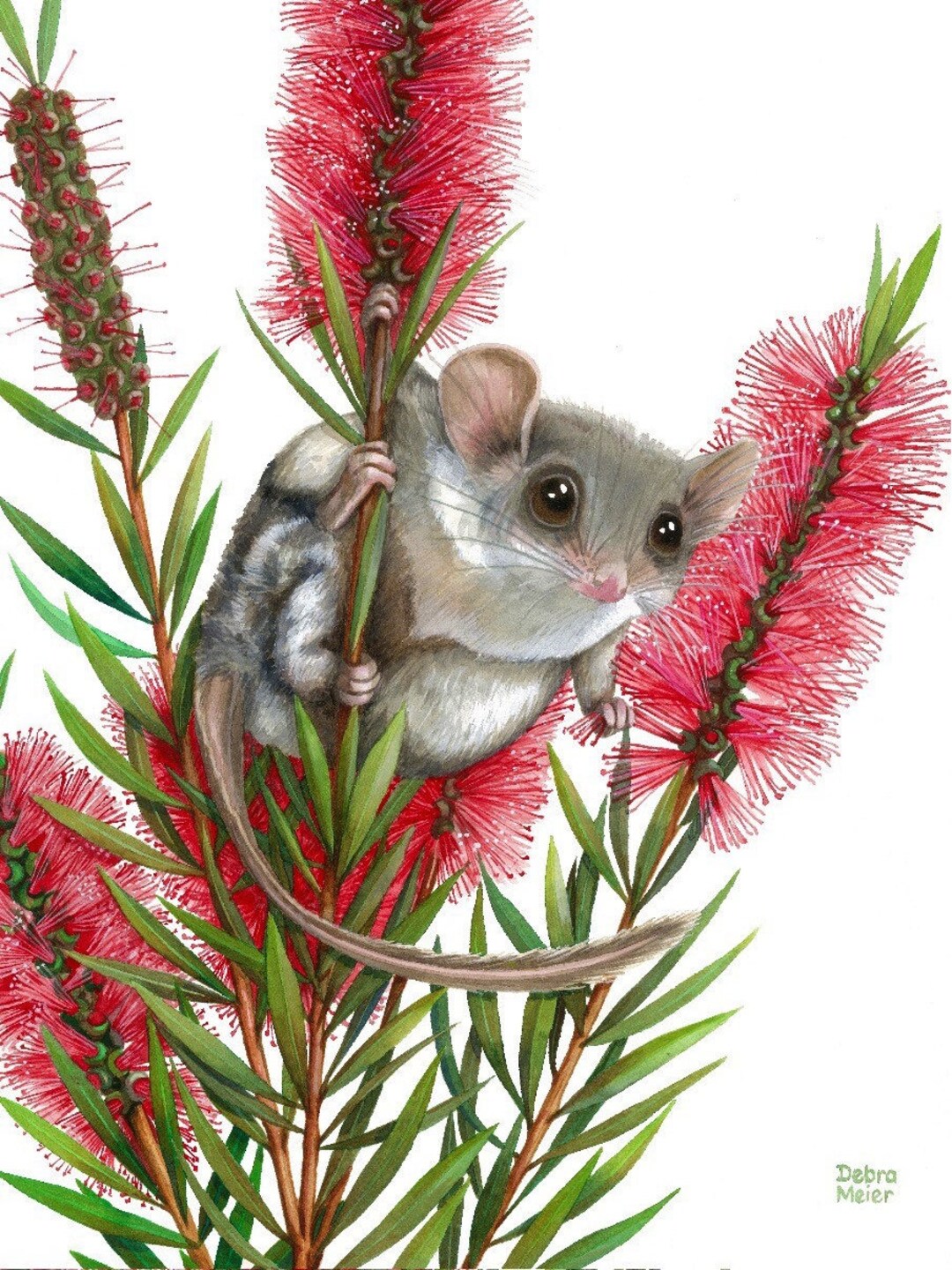 Glider Feathertail Print by Debra Meier Art,red Bottlebrush Art ...