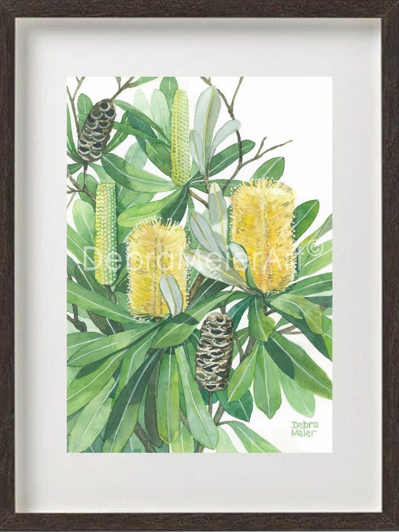 Banksia Coastal Print by Debra Meier Art, Australian Native Flower Art ...