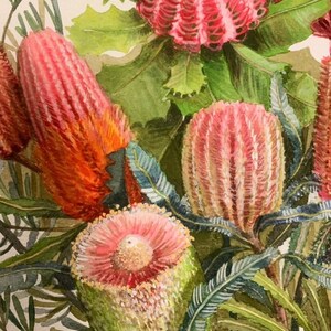 Banksias Bunch in Vintage Tin by Debra Meier Art, Portrait Orientation ...