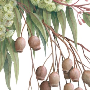 Gumnuts and White Gumblossoms Print by Debra Meier Art, Flower Wall Art ...