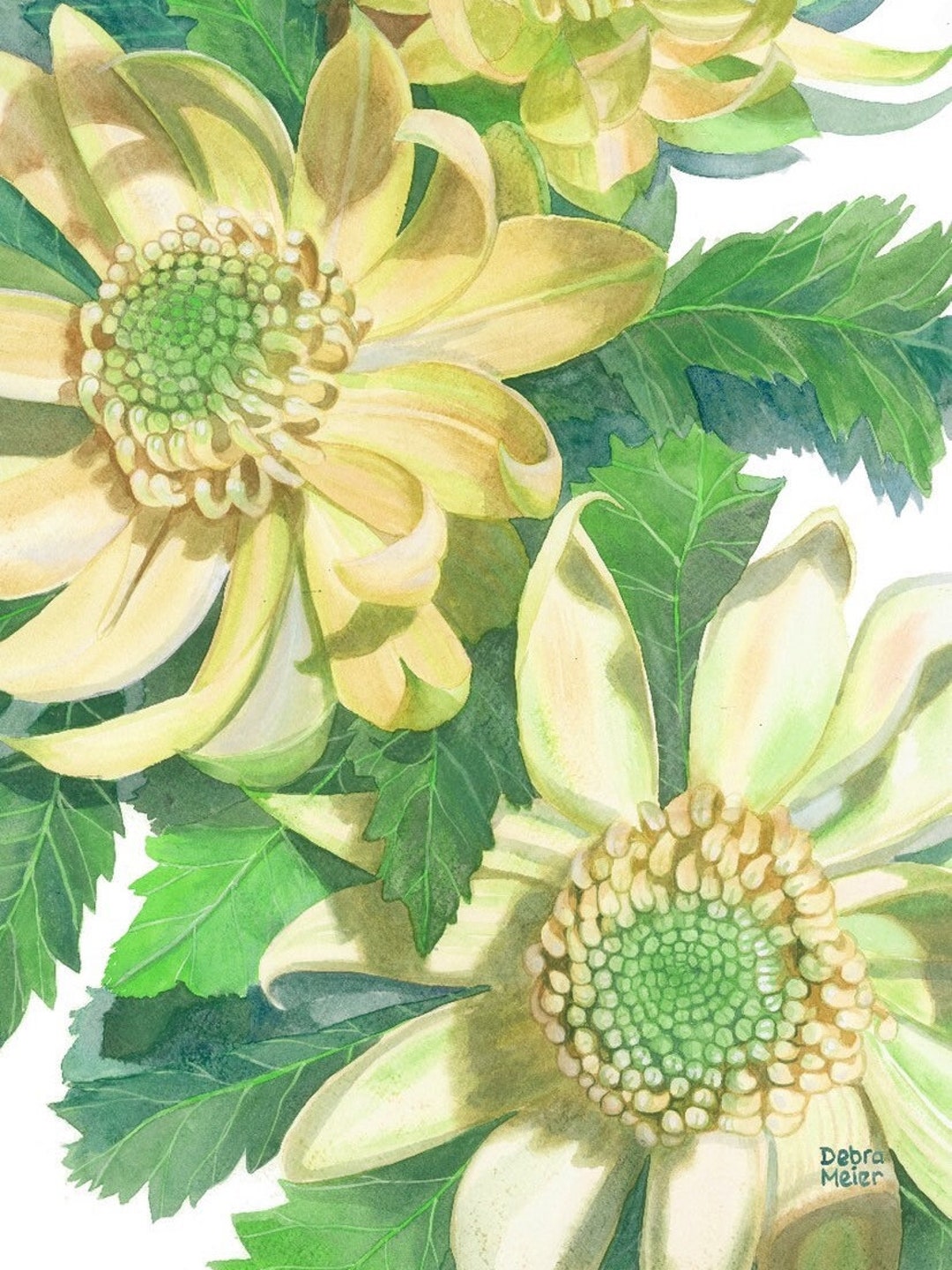 Waratahs Yellow Two Print by Debra Meier Art, Australian Native Art ...