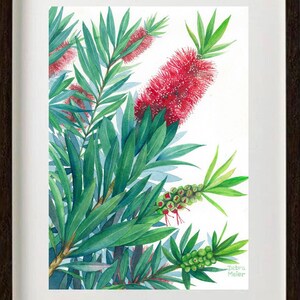 Bottlebrush Red Print by Debra Meier Art, Australian Native Art Print ...