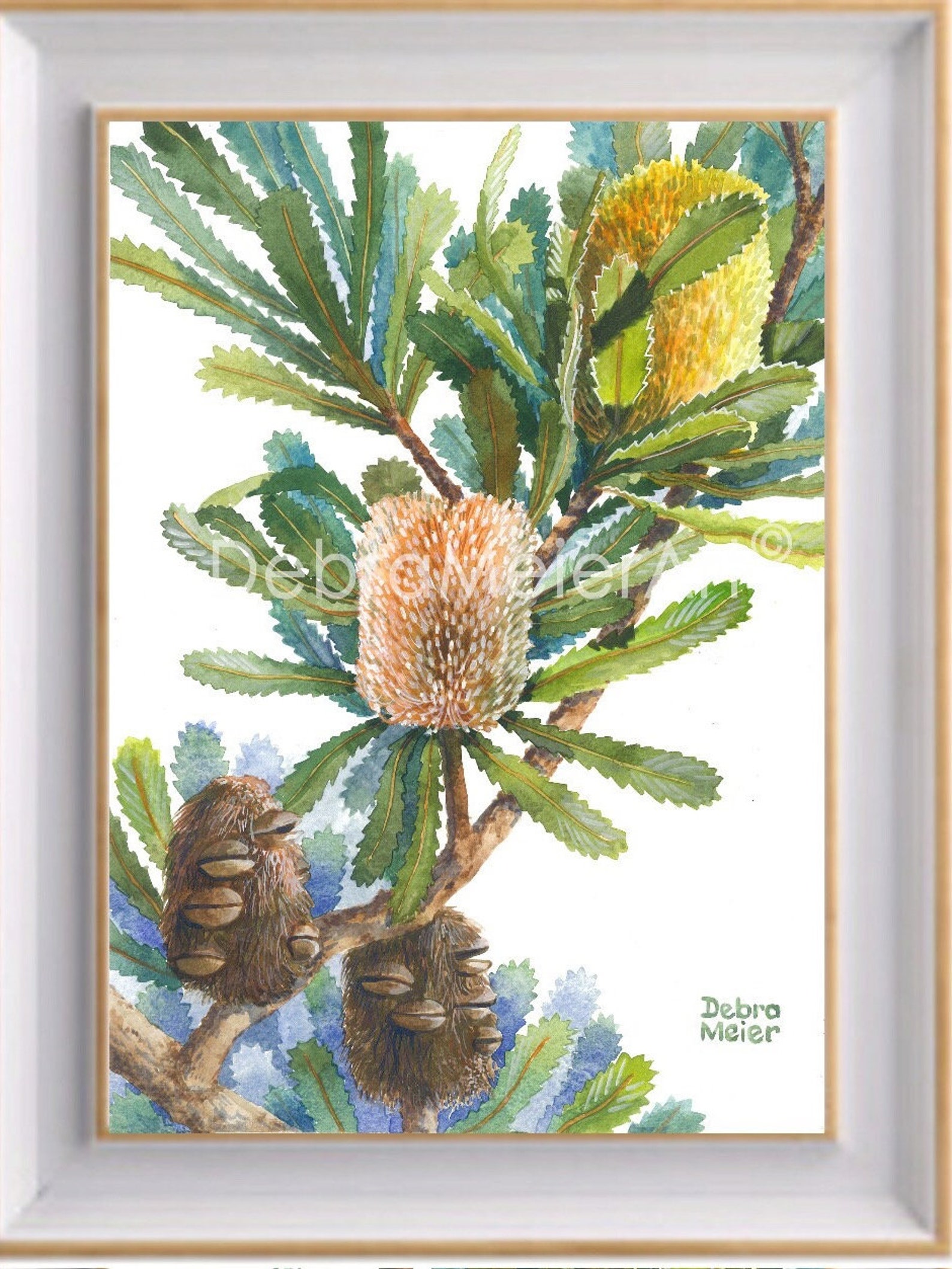Banksia Old Man Cones Print by Debra Meier Art, Australian Native ...