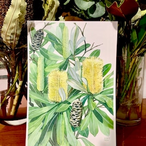 Banksia Coastal Print by Debra Meier Art, Australian Native Flower Art ...
