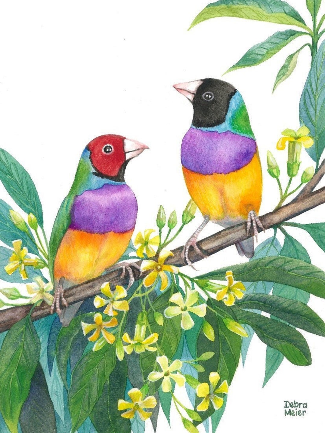 Finches Gouldian Pair Print by Debra Meier Art, Native Bird Print ...