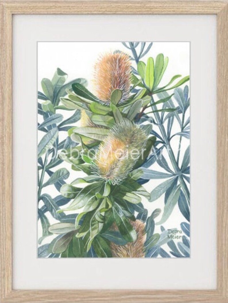 Banksias Coastal Three by Debra Meier Art, Australian Native Flower ...