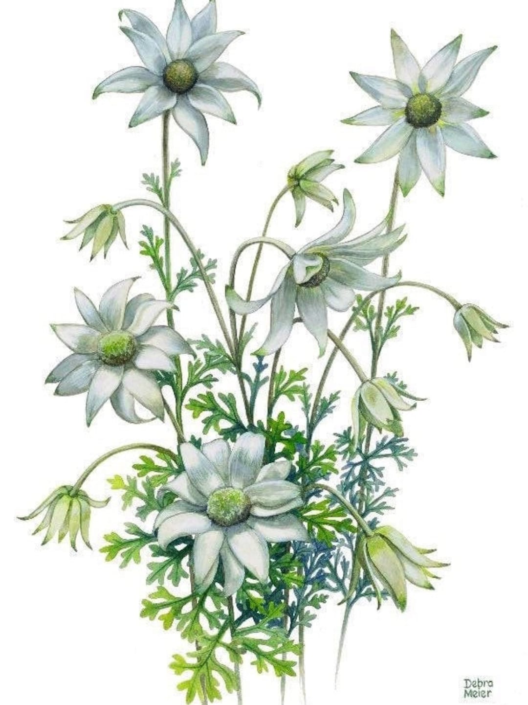 Flannel Flowers Print by Debra Meier Art, Native Art Print, Flower ...