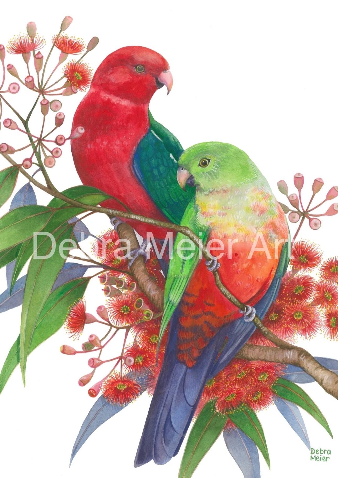 Parrot King Pair by Debra Meier Art, Australian Native Bird Print, Red ...