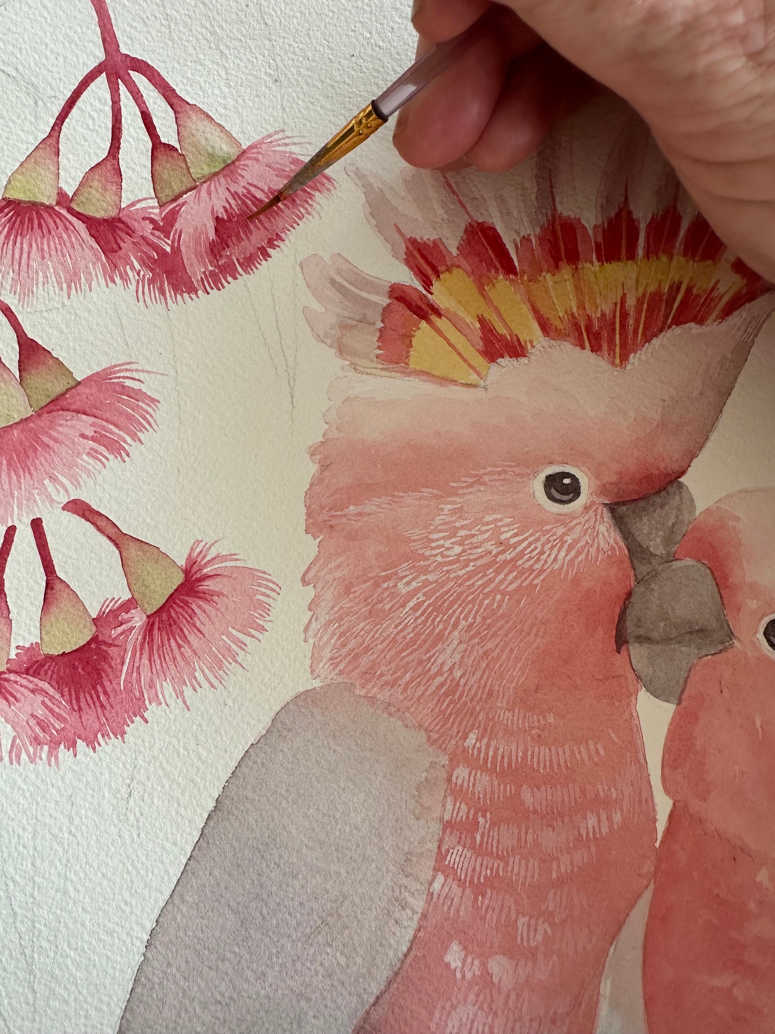 Cockatoo Pink Pair Print by Debra Meier Art, Australian Native Bird ...