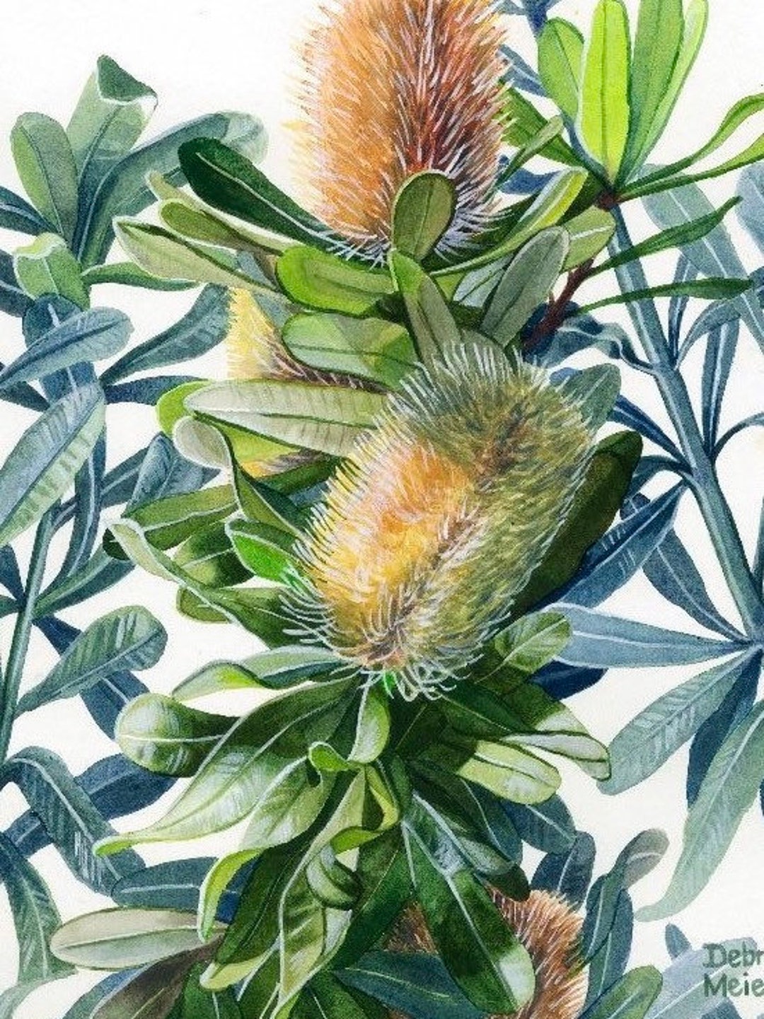Three Banksias by Debra Meier Art, Australian Native Flower, Coastal ...