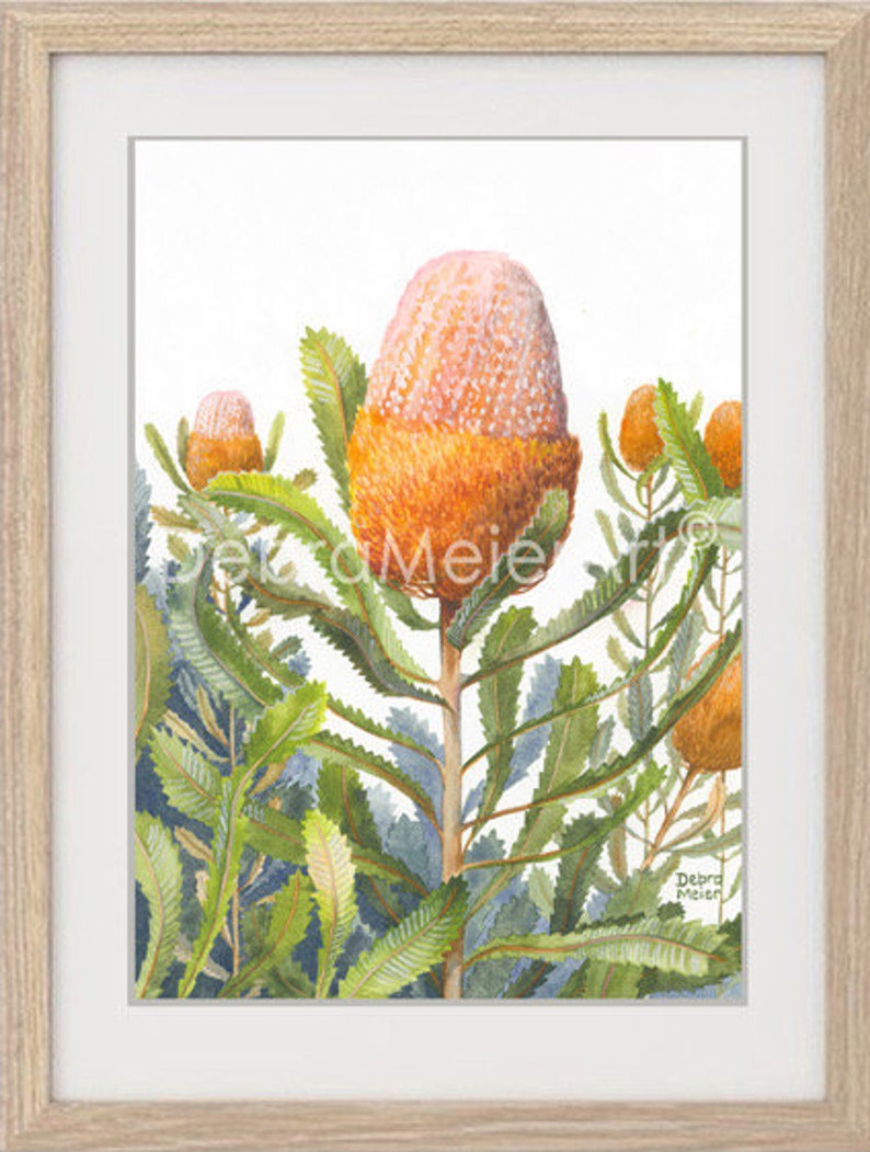 Banksia Acorn Print by Debra Meier Art, Australian Native Flower Art ...