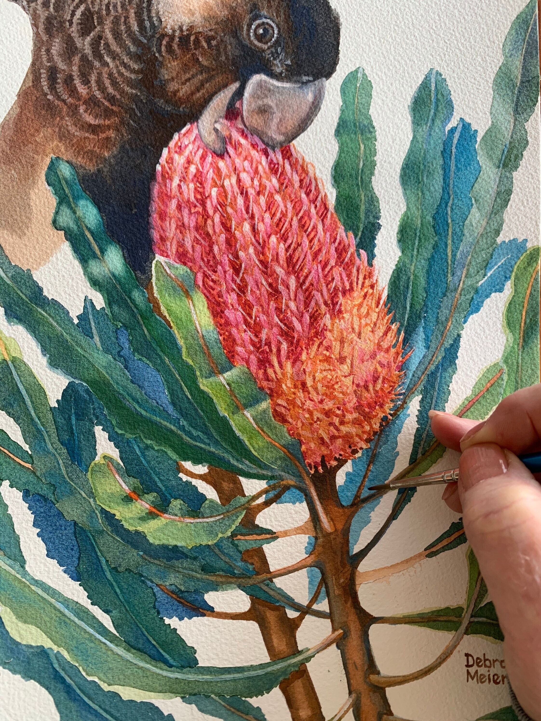 Cockatoo Carnaby’s Black by Debra Meier Art, Australian Native Bird ...