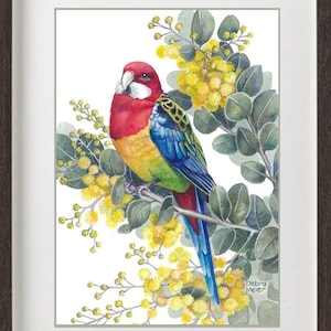Rosella Eastern on Wattle Print by Debra Meier Art, Australian Native ...