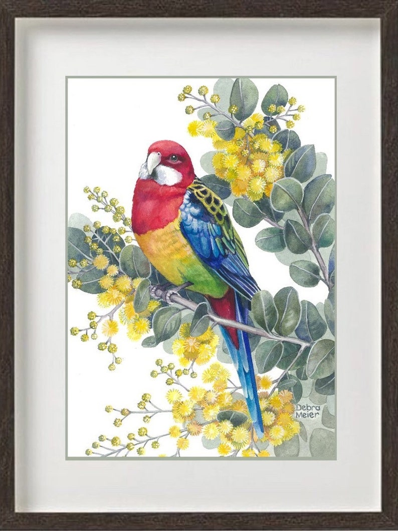 Rosella Eastern on Wattle Print by Debra Meier Art, Australian Native ...