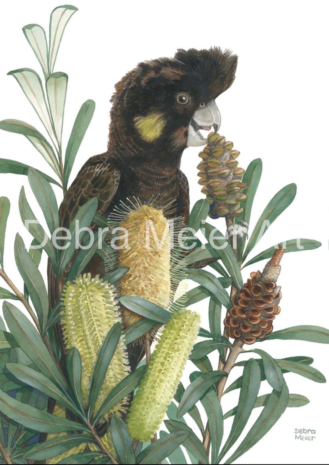 Cockatoo Black Yellow Tailed Single by Debra Meier Art, Australian ...