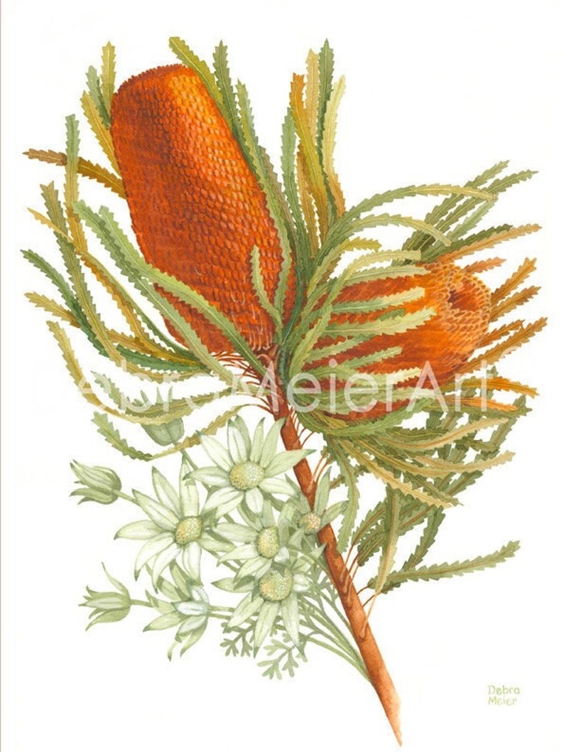 Banksia and Flannel Flower Print by Debra Meier Art, Australian Native ...