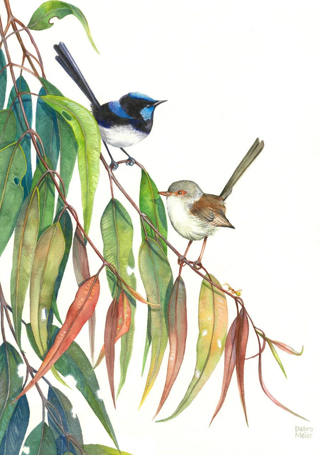 Superb Fairy Wren Pair by Debra Meier Art, Gumleaves Art Print ...