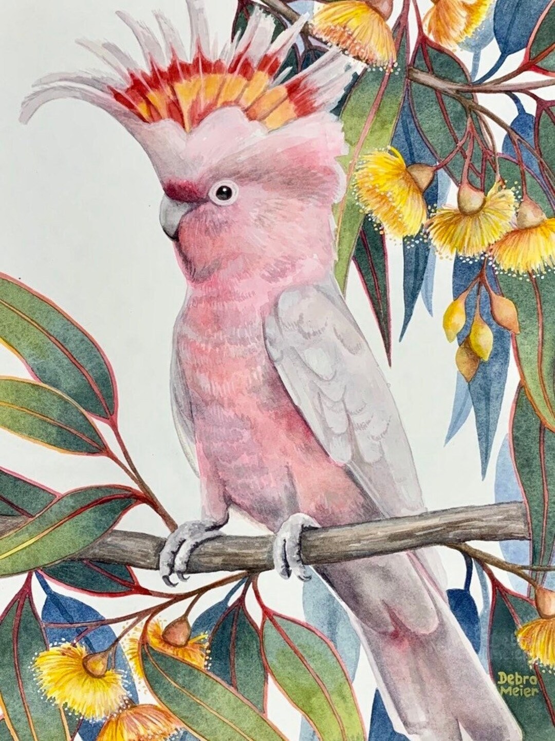 Pink Cockatoo Print by Debra Meier Art, Australian Native Bird Print ...